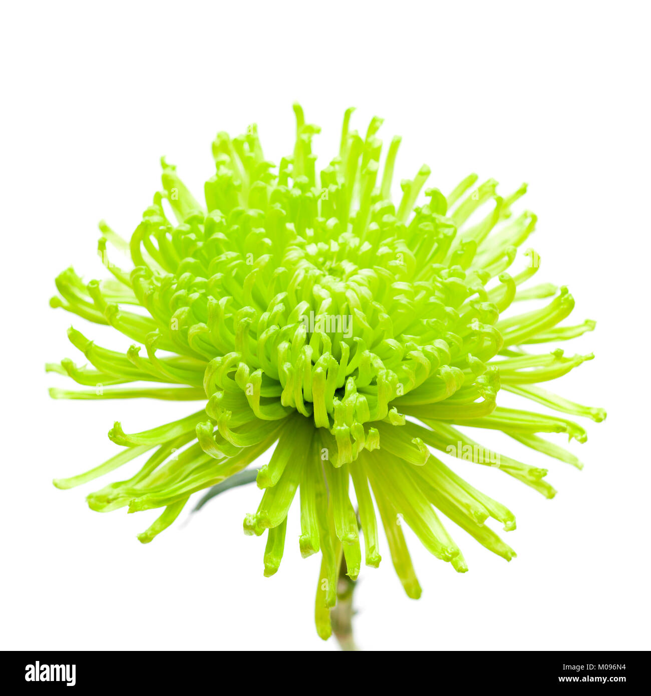 Green Spider Mums