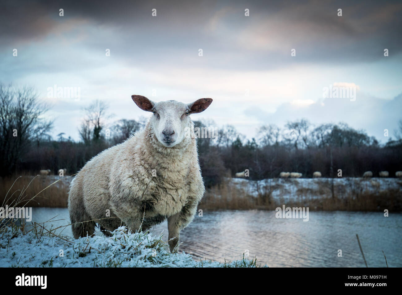 Sheep winter ireland hi-res stock photography and images - Alamy