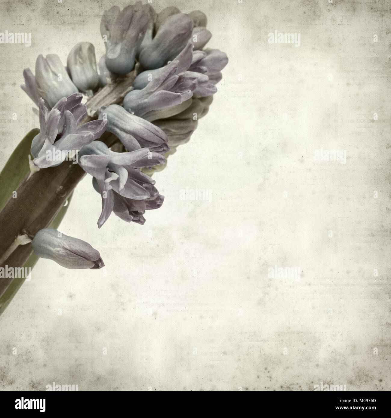 textured old paper background with blue hyacinth Stock Photo - Alamy