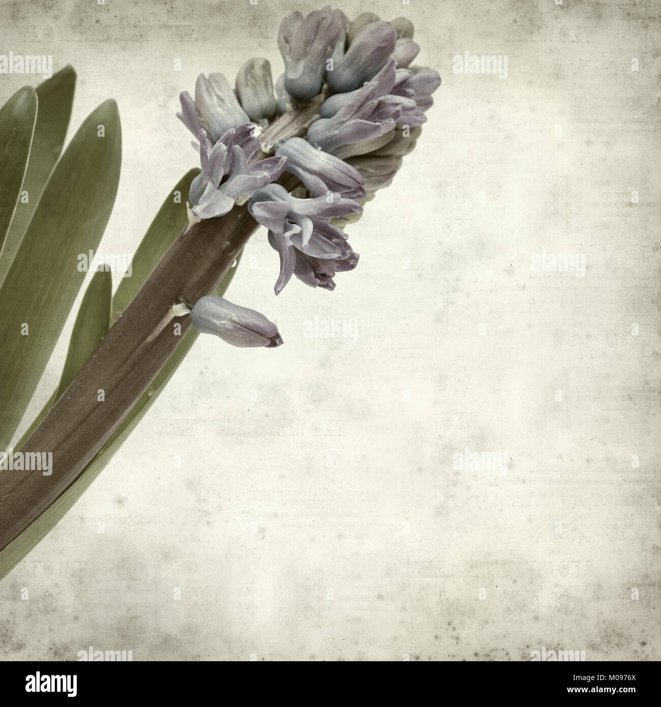 textured old paper background with blue hyacinth Stock Photo - Alamy