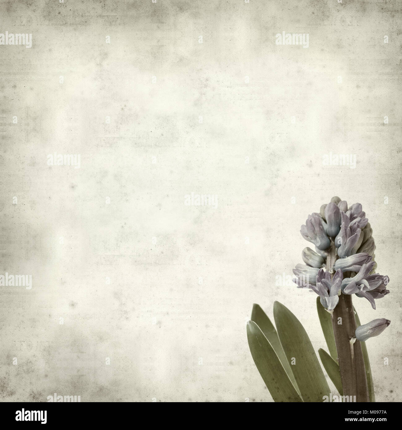 textured old paper background with blue hyacinth Stock Photo - Alamy