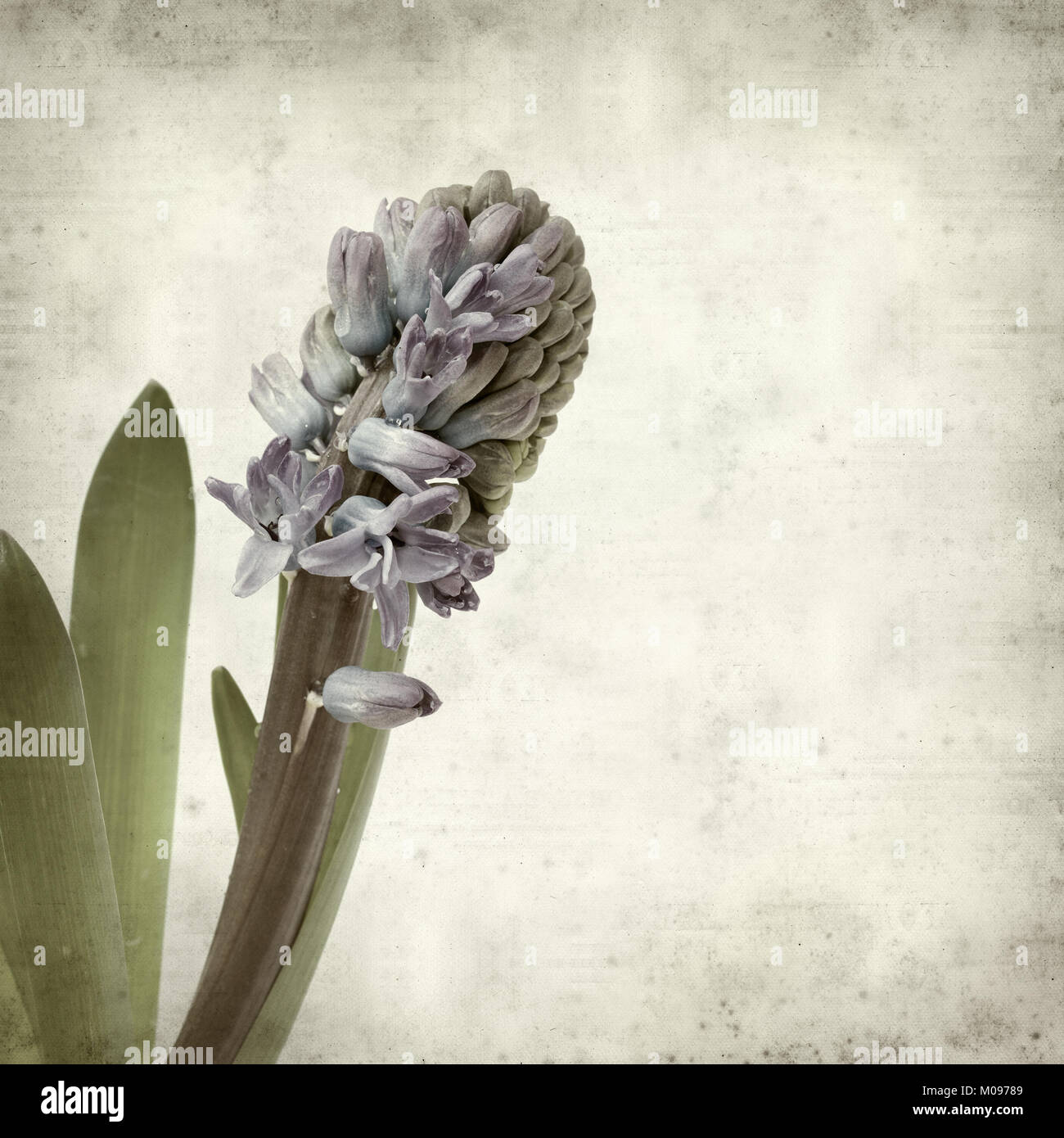 textured old paper background with blue hyacinth Stock Photo - Alamy