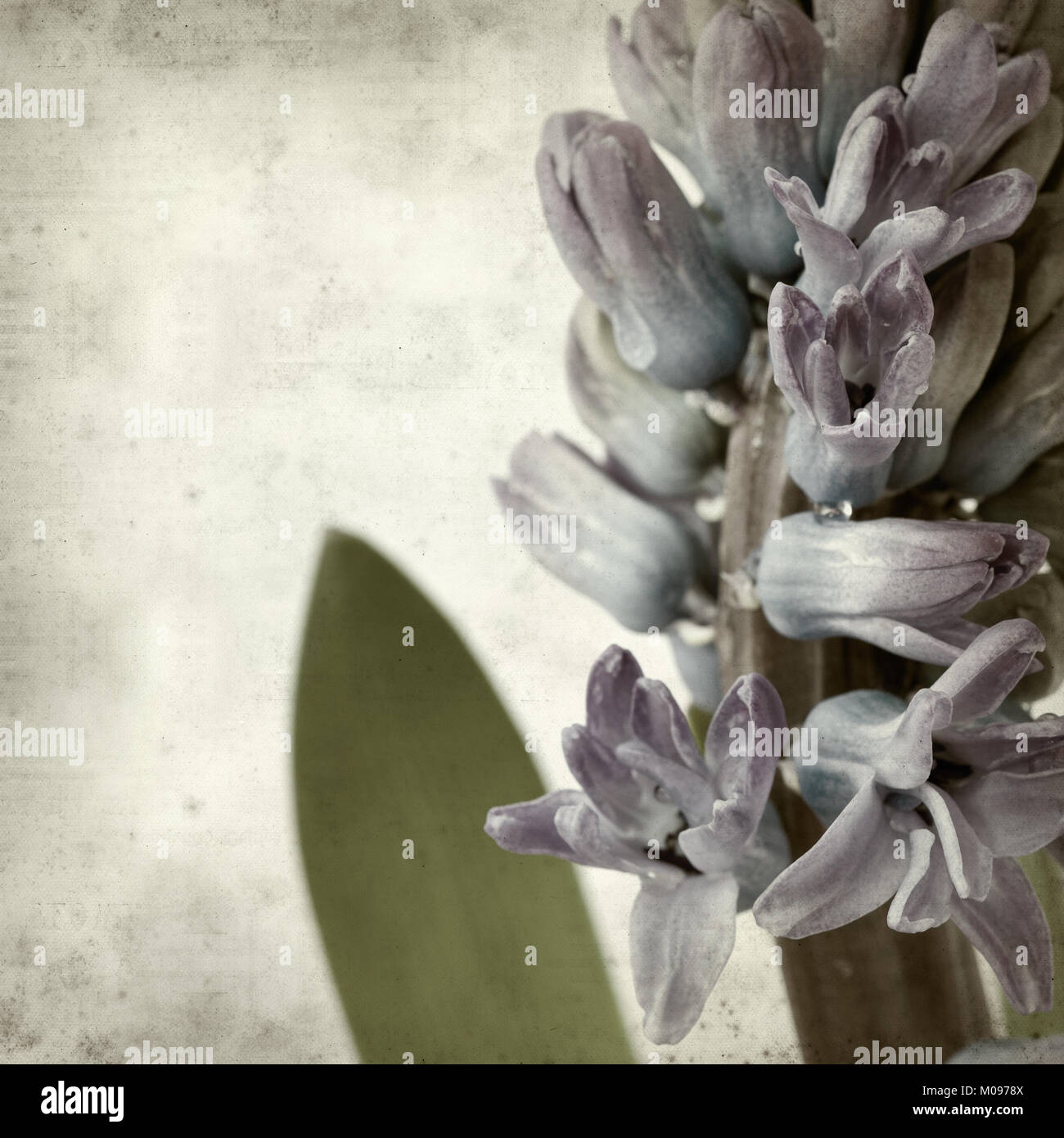 textured old paper background with blue hyacinth Stock Photo - Alamy