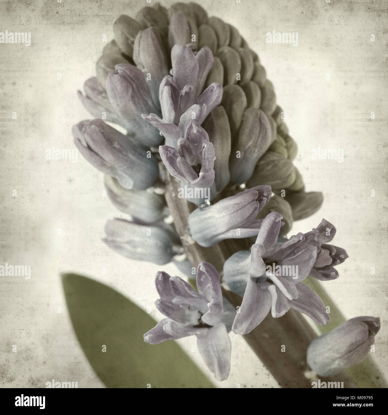 textured old paper background with blue hyacinth Stock Photo - Alamy