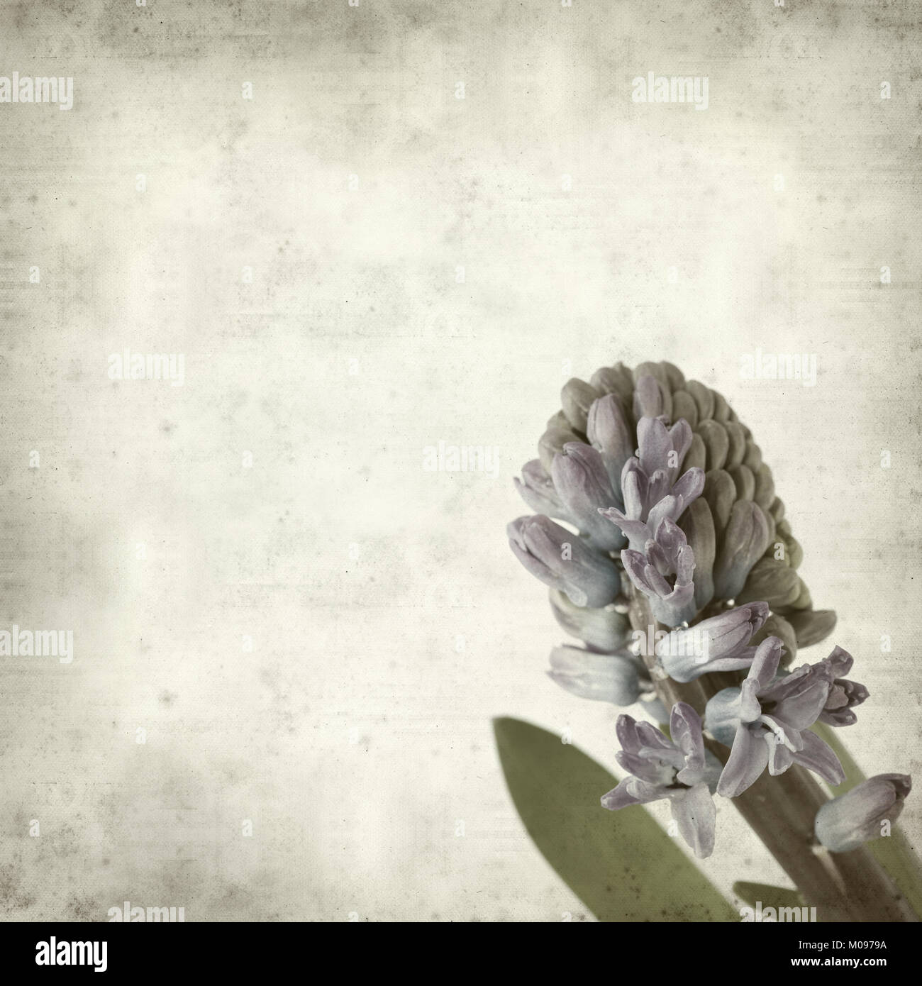 textured old paper background with blue hyacinth Stock Photo - Alamy
