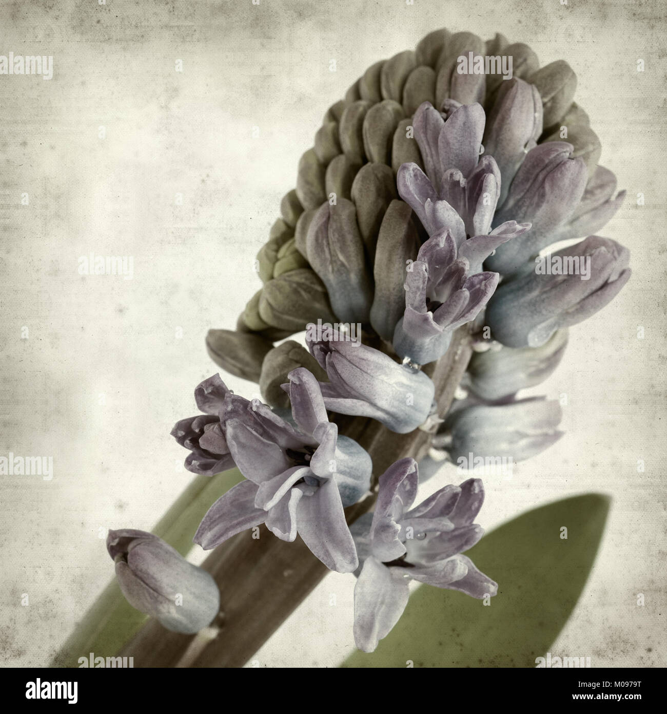 textured old paper background with blue hyacinth Stock Photo - Alamy