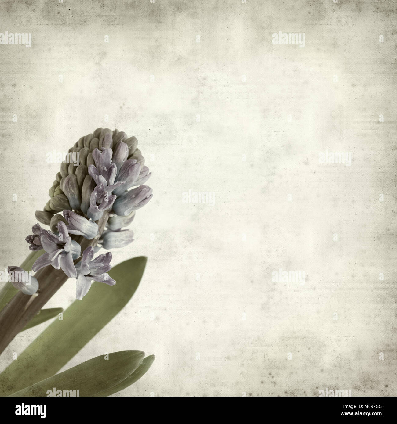 textured old paper background with blue hyacinth Stock Photo - Alamy