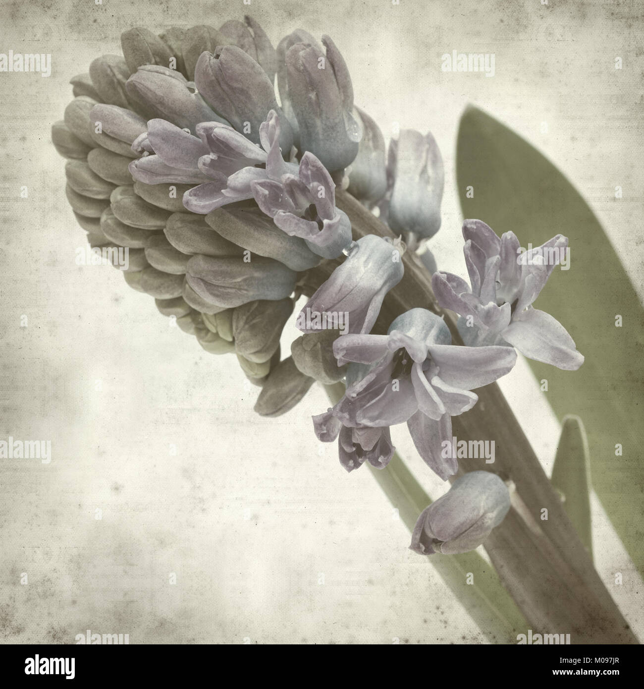 textured old paper background with blue hyacinth Stock Photo - Alamy