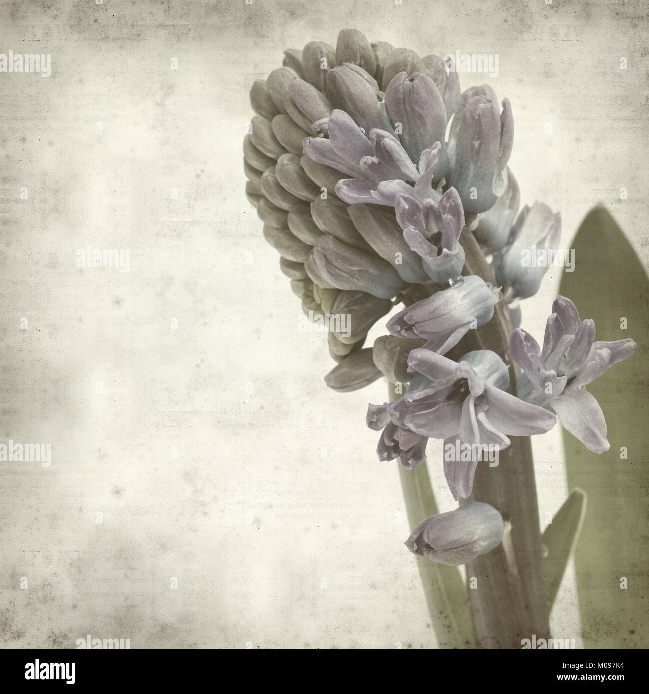 textured old paper background with blue hyacinth Stock Photo - Alamy