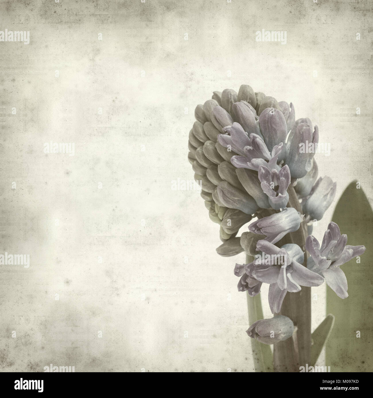 textured old paper background with blue hyacinth Stock Photo - Alamy