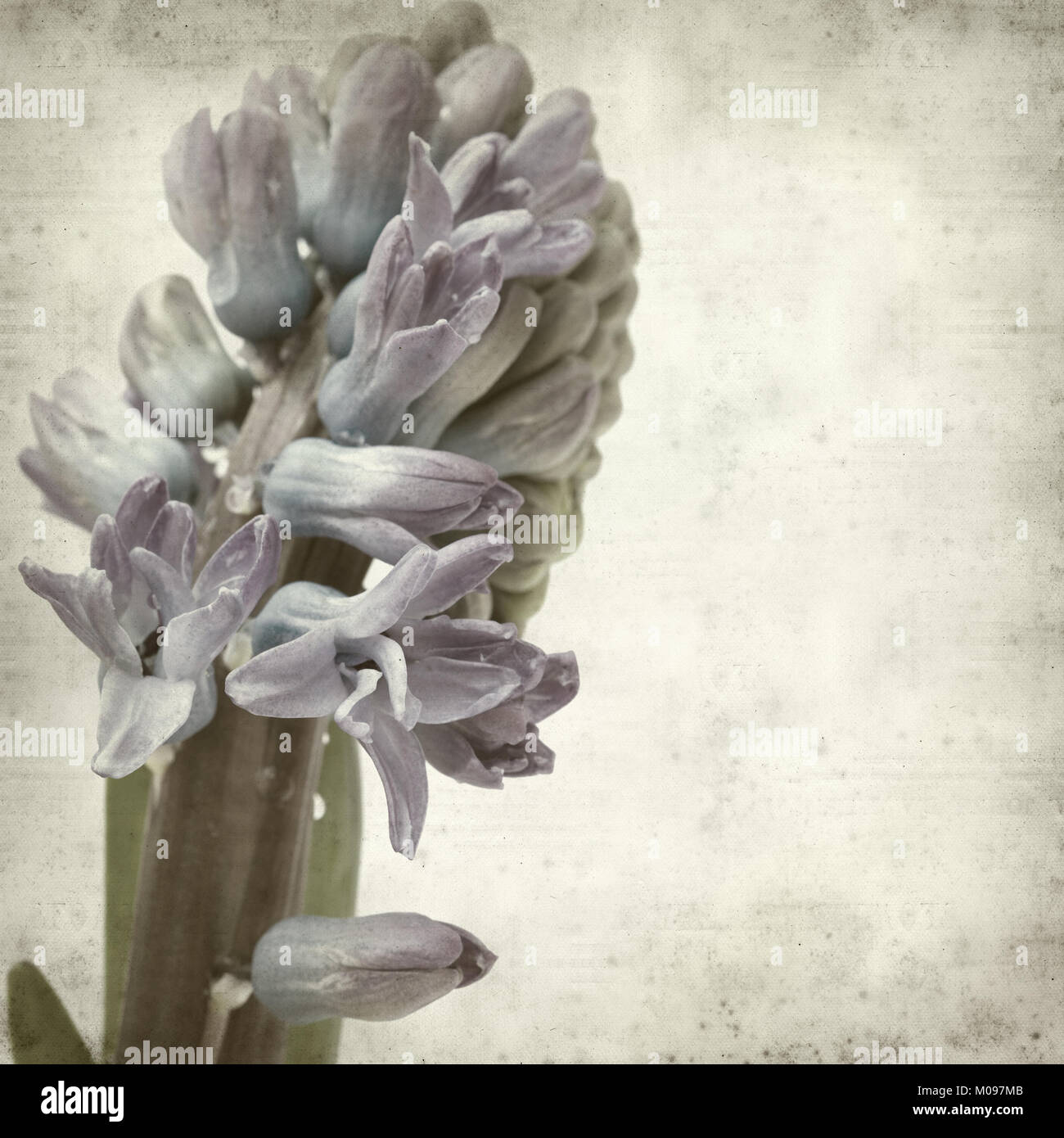 textured old paper background with blue hyacinth Stock Photo - Alamy