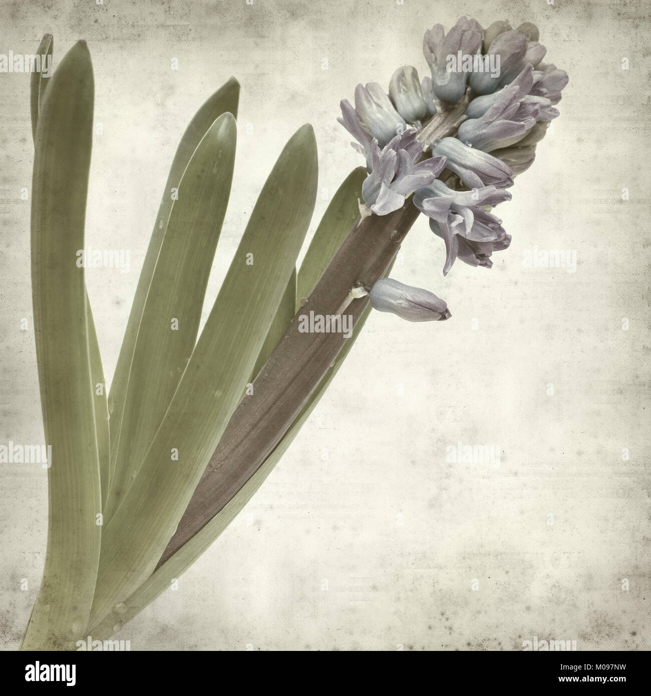 textured old paper background with blue hyacinth Stock Photo - Alamy