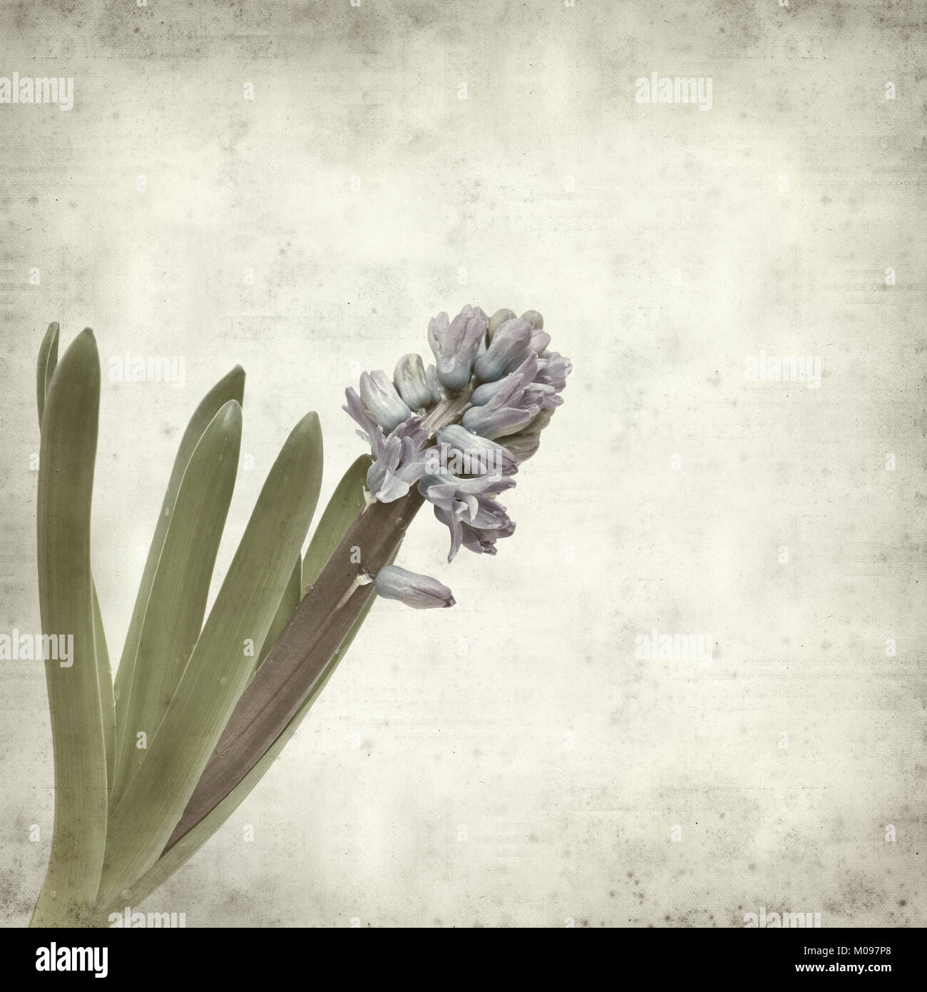 textured old paper background with blue hyacinth Stock Photo - Alamy