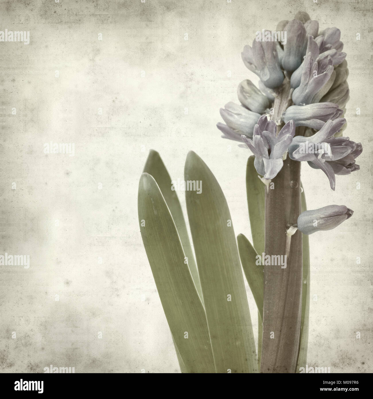 textured old paper background with blue hyacinth Stock Photo - Alamy
