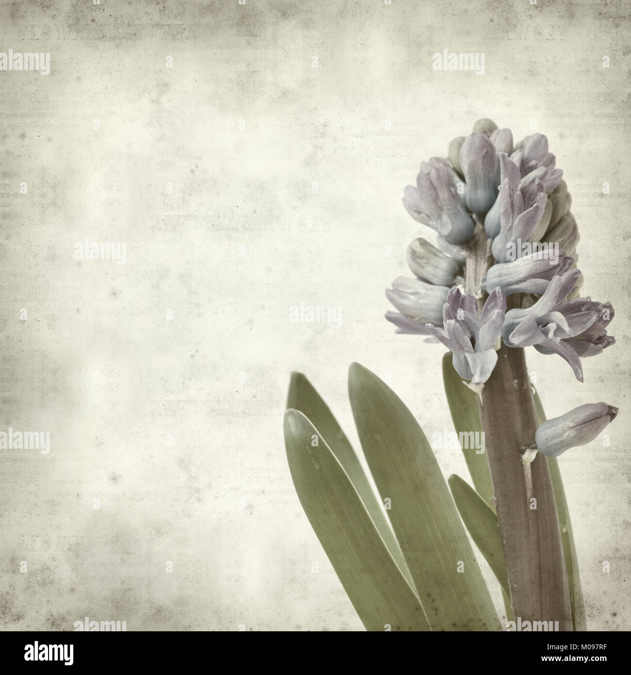 textured old paper background with blue hyacinth Stock Photo - Alamy