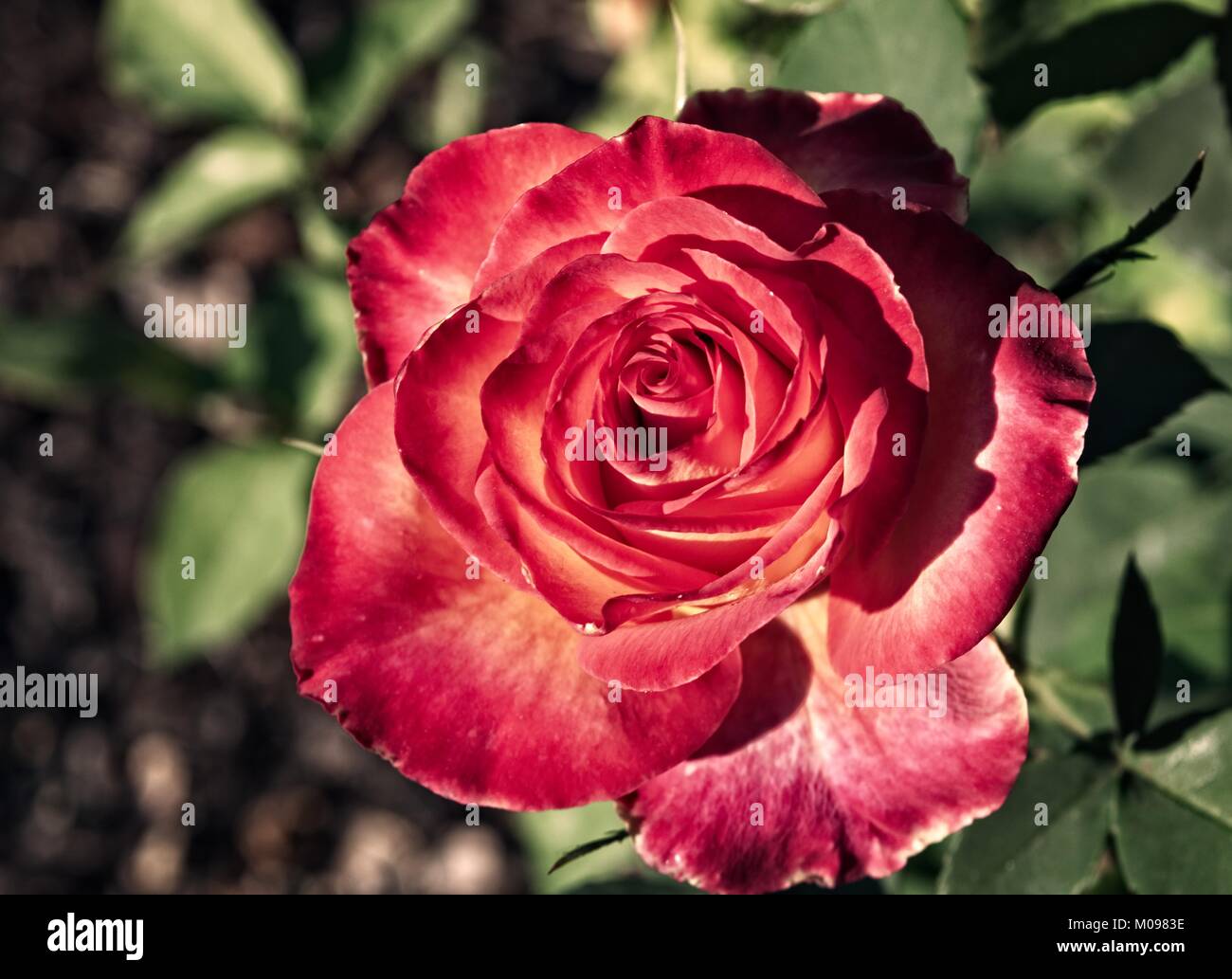 Garden sunburst hi-res stock photography and images - Alamy
