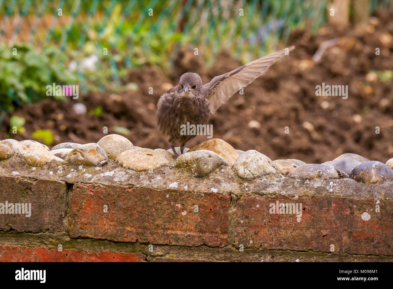 Baby garden birds hi-res stock photography and images - Alamy