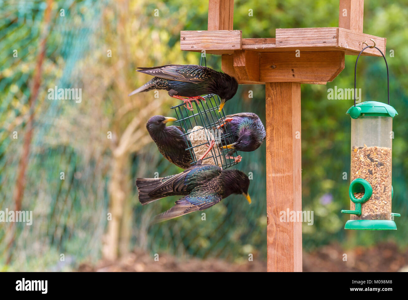 Baby starling hi-res stock photography and images - Alamy