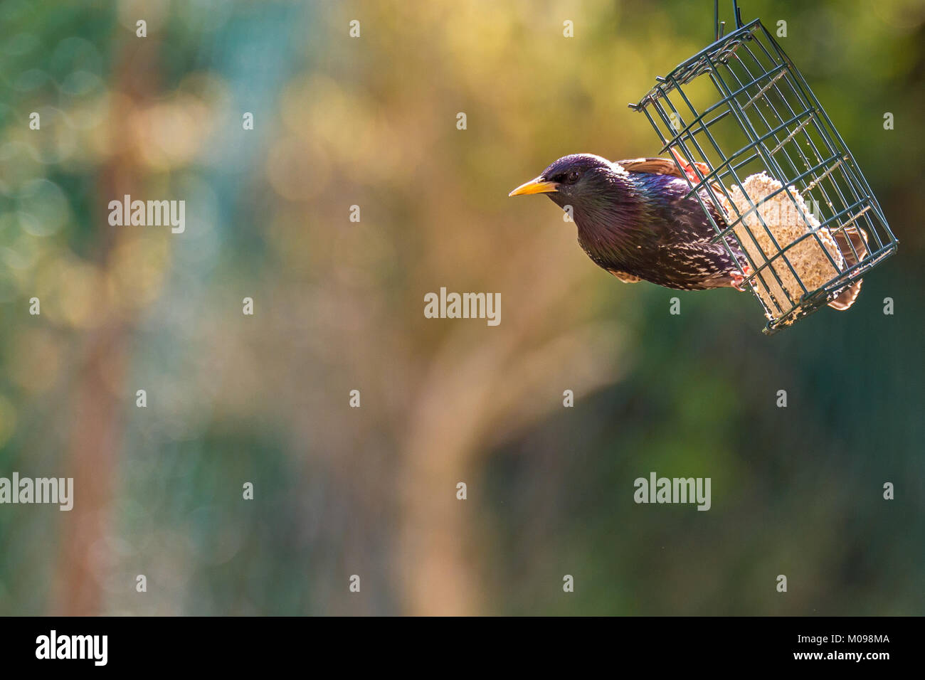 Twitcher birds hi-res stock photography and images - Alamy