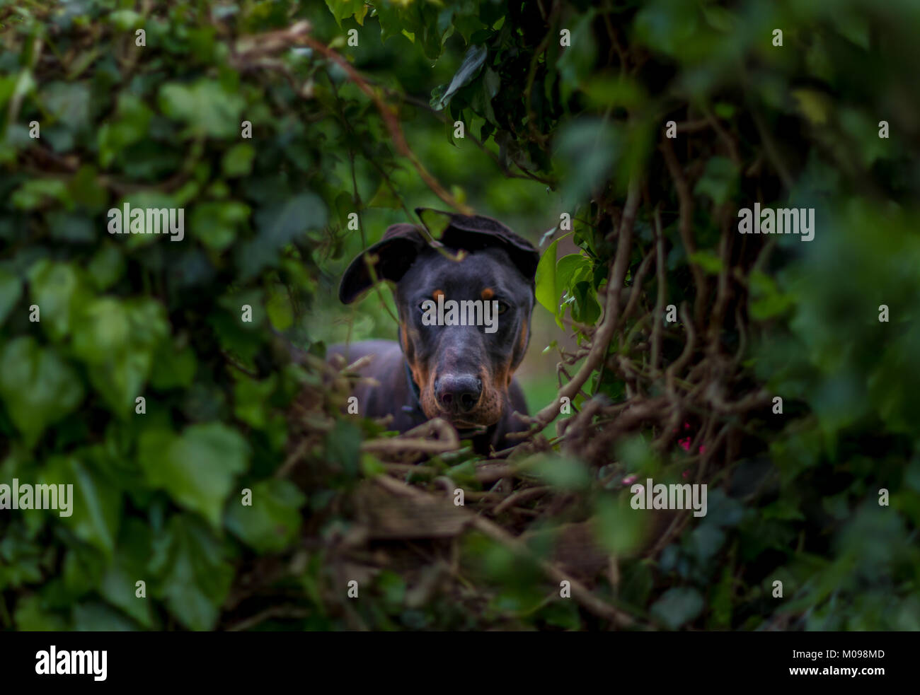 Doberman face hi-res stock photography and images - Alamy