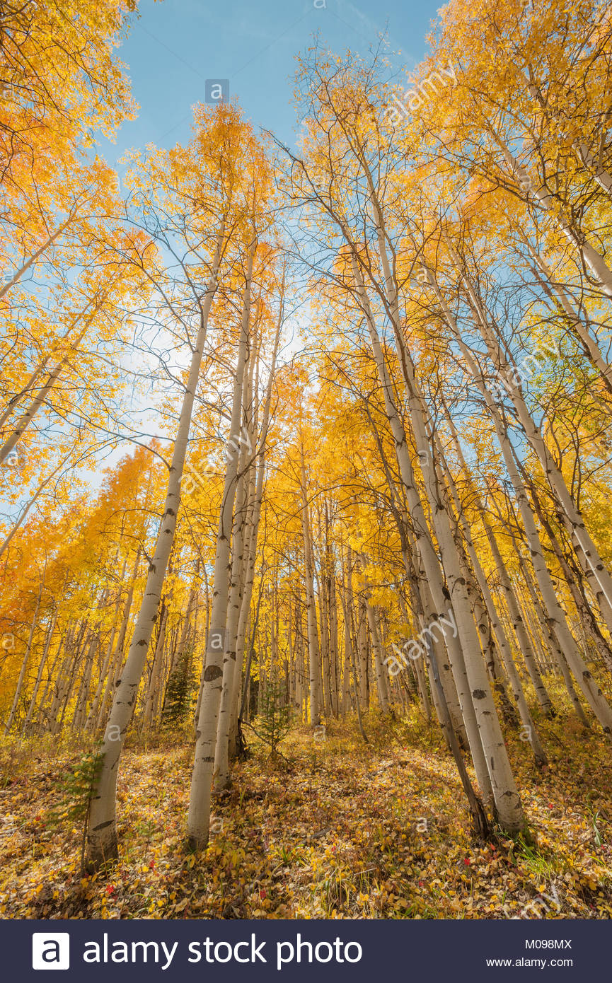 Golden Tower Of Leaves High Resolution Stock Photography and Images - Alamy