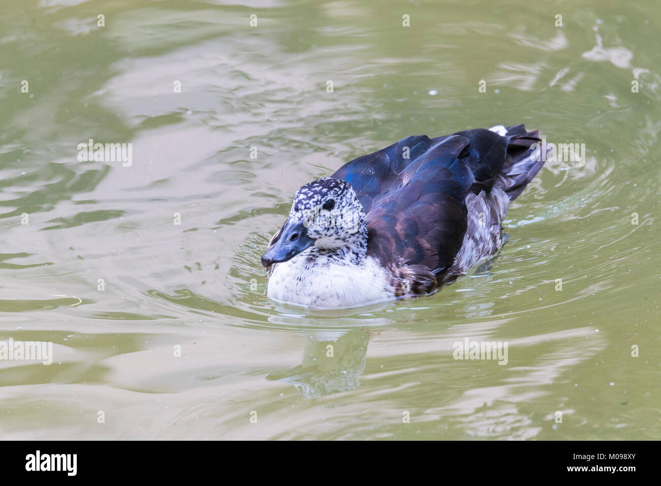 Female comb duck hi-res stock photography and images - Alamy