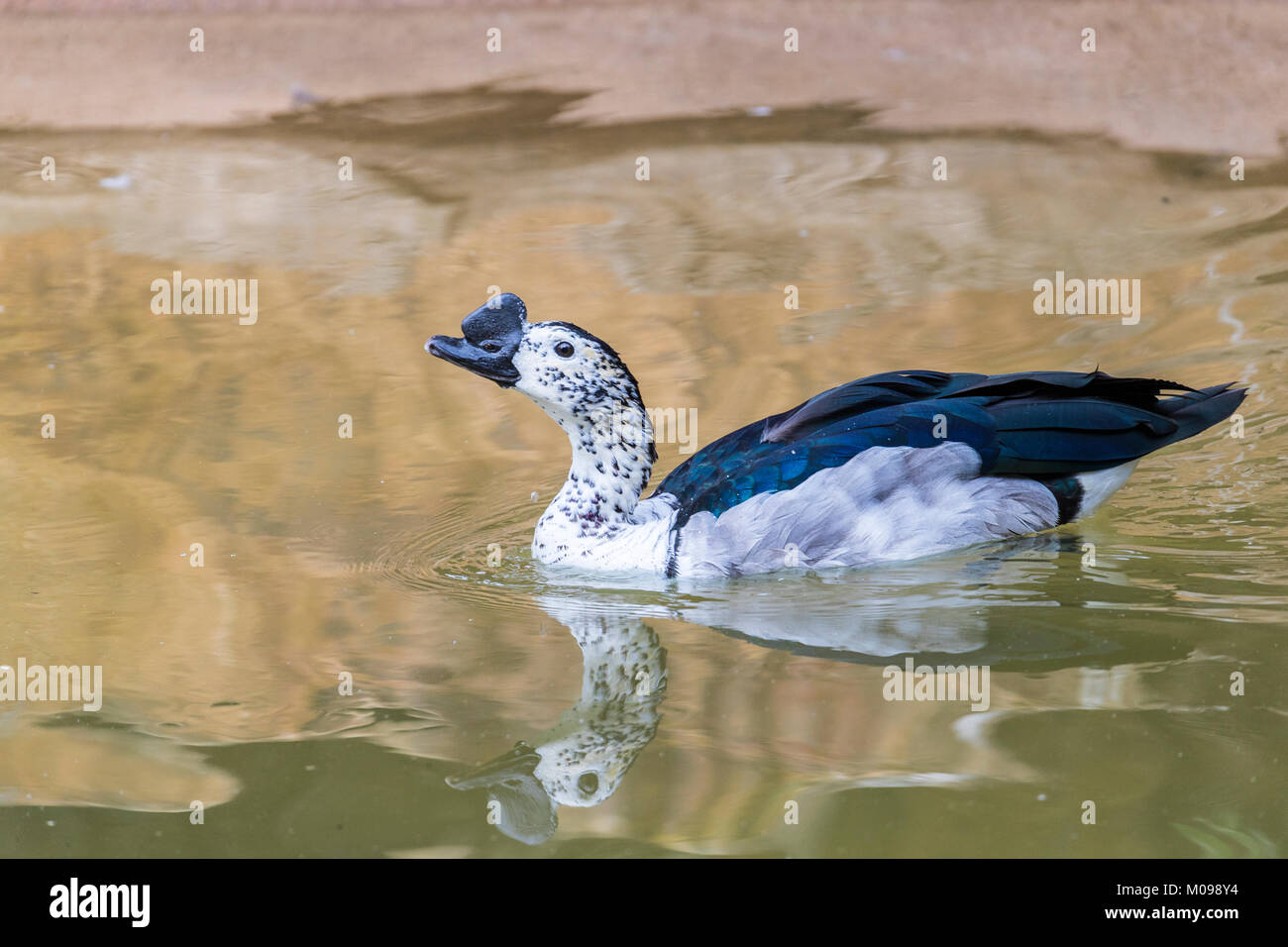 Male comb duck hi-res stock photography and images - Alamy