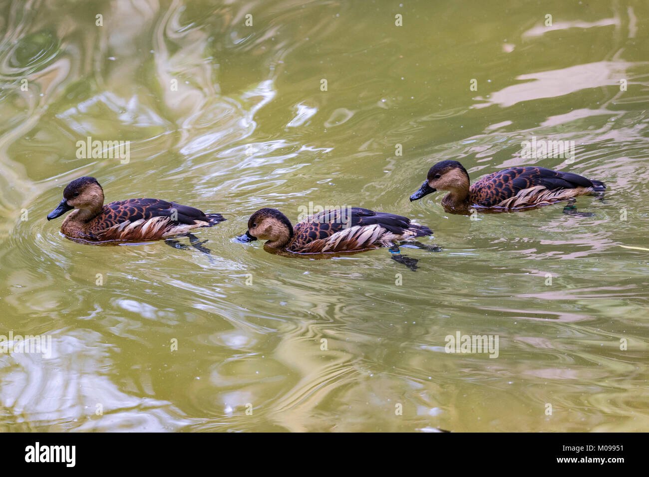 Hottentot teal hi-res stock photography and images - Alamy
