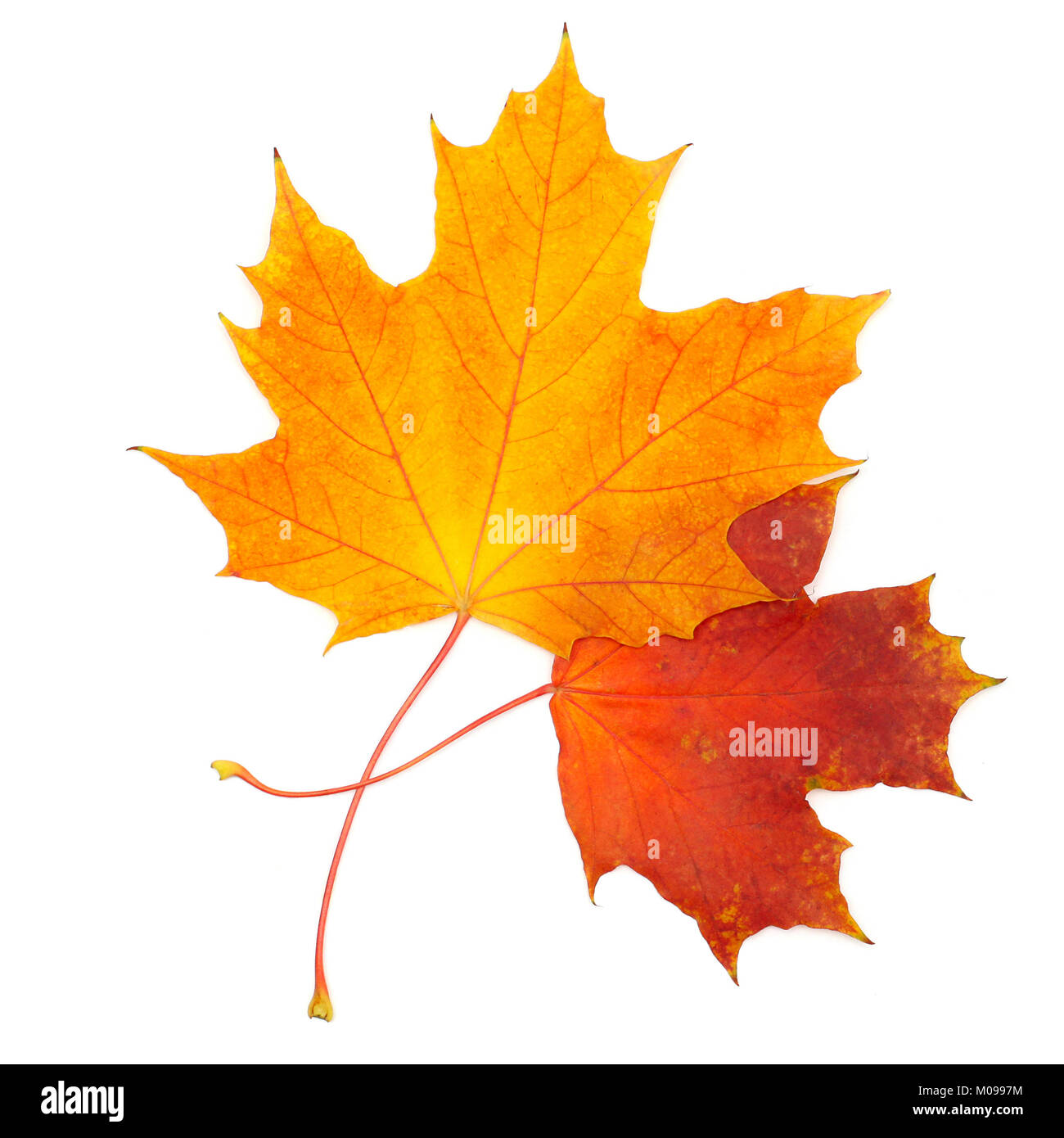 beautiful autumn maple leaves isolated on white background Stock Photo ...