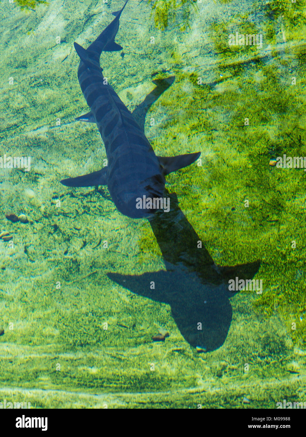 leopard shark with shadow in shallows Stock Photo - Alamy