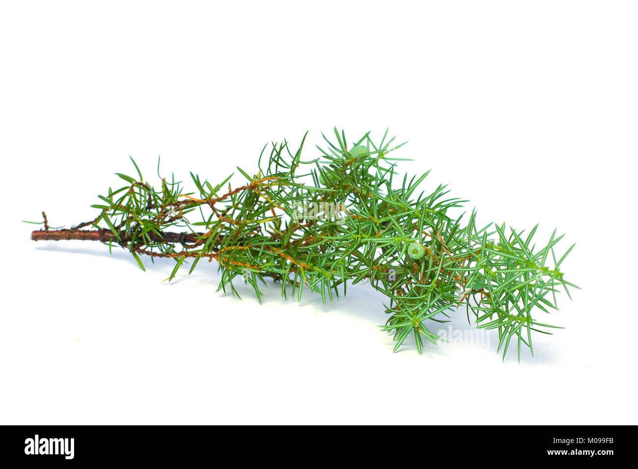 Juniper berry tree Cut Out Stock Images & Pictures - Alamy