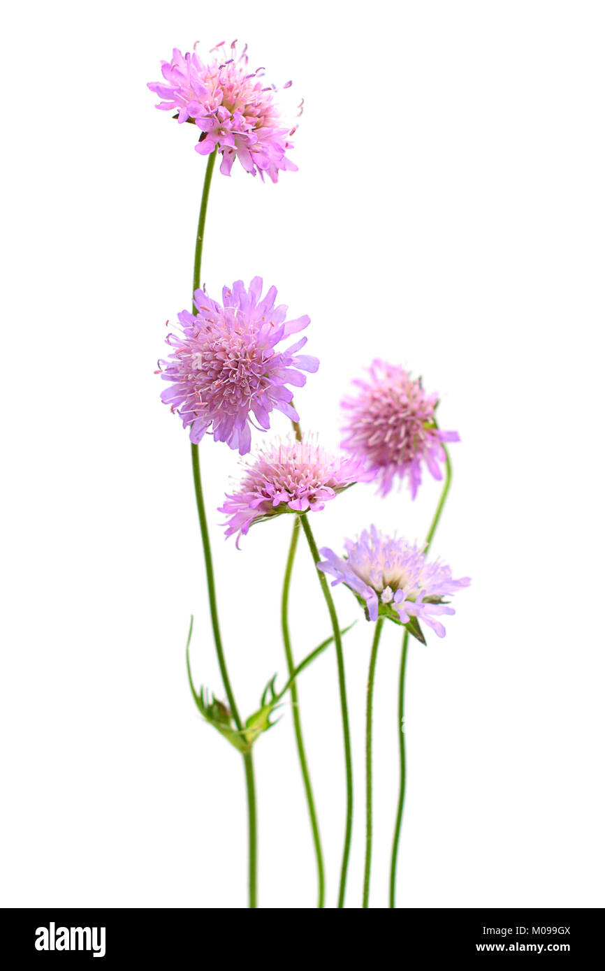 Flower isolated on white background Stock Photo - Alamy