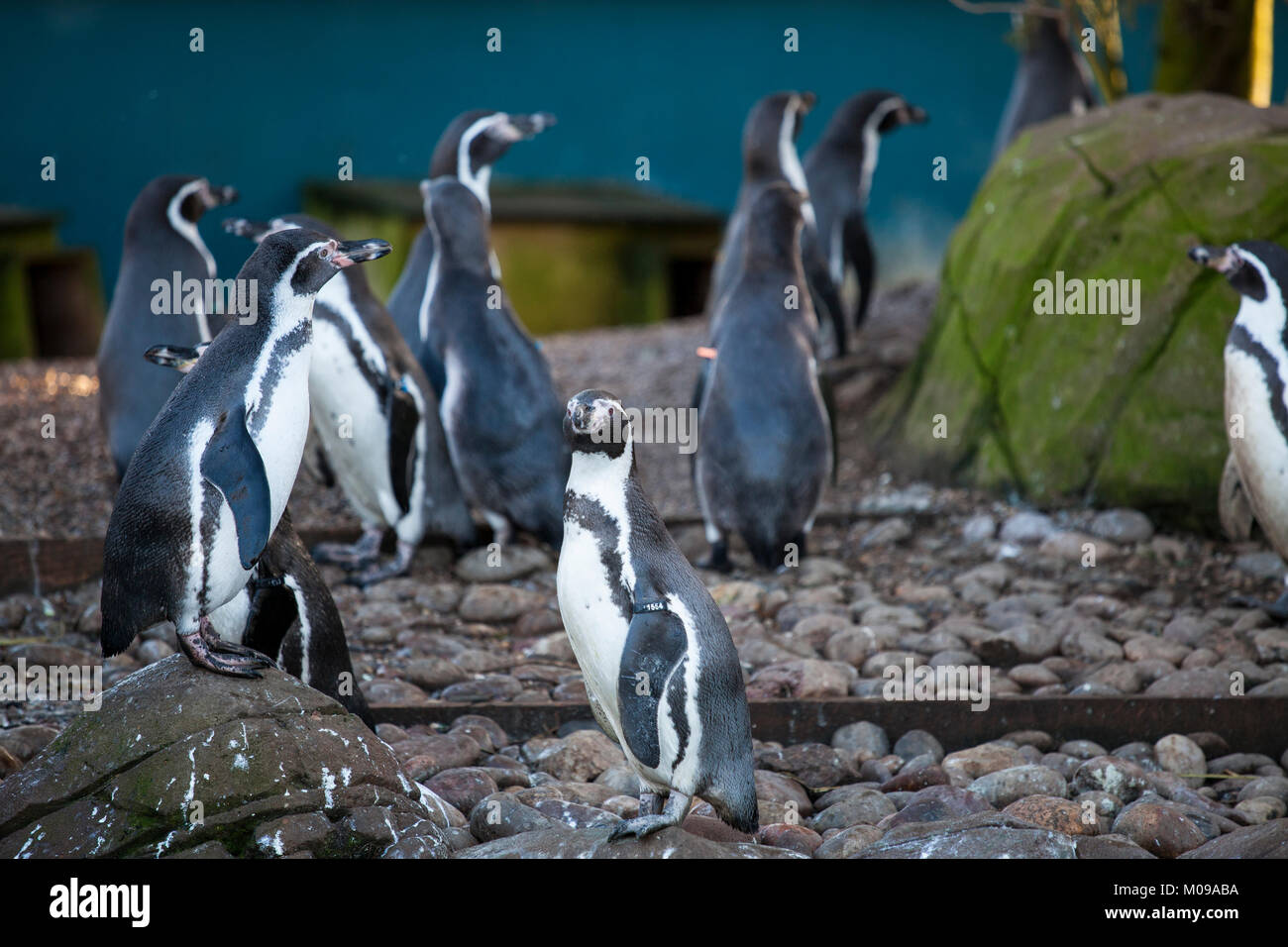 In enclosure twycross zoo hi-res stock photography and images - Alamy
