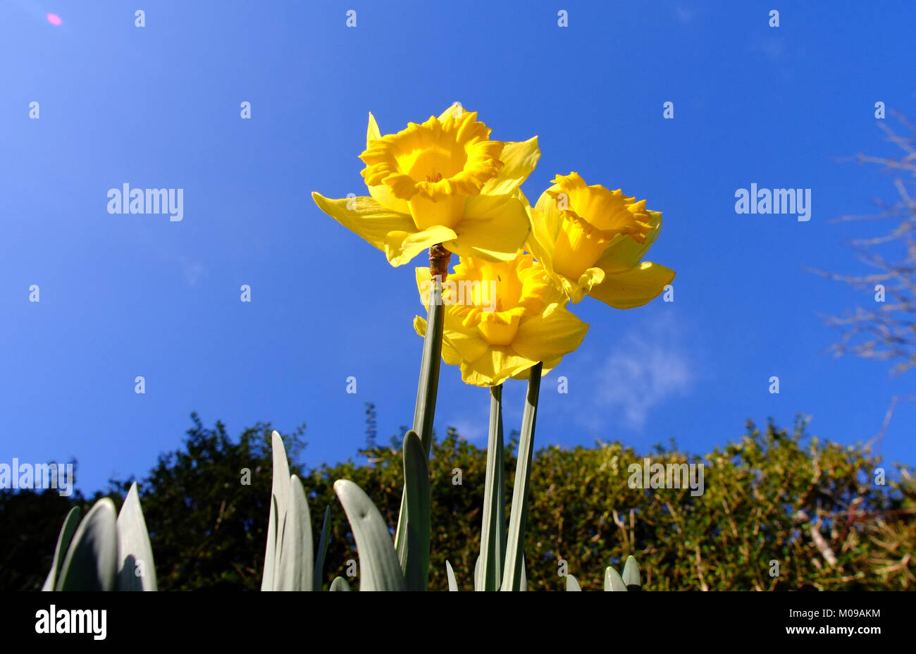 Spring sun and daffodils hi-res stock photography and images - Alamy