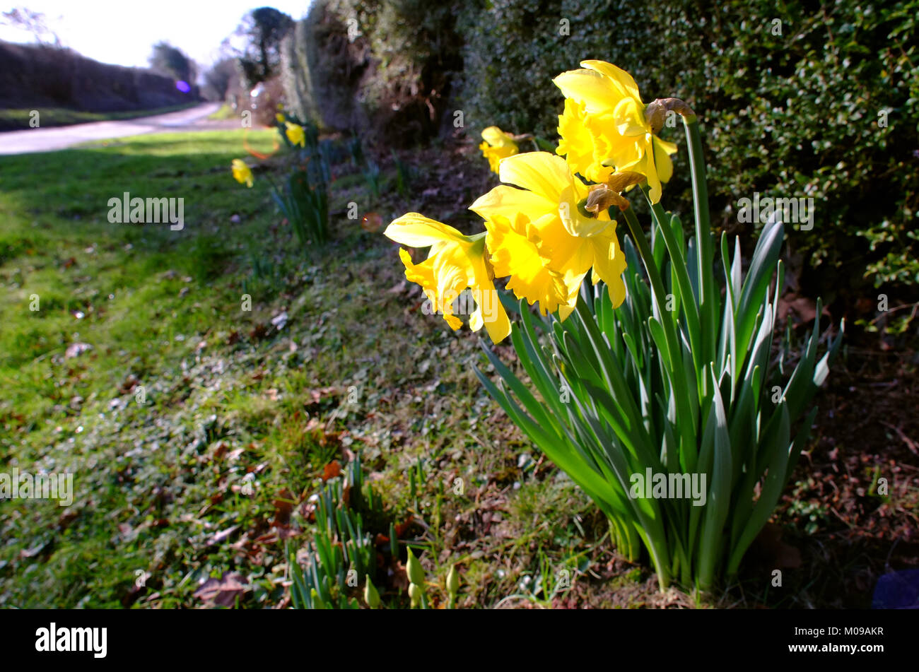 Spring sun and daffodils hi-res stock photography and images - Alamy