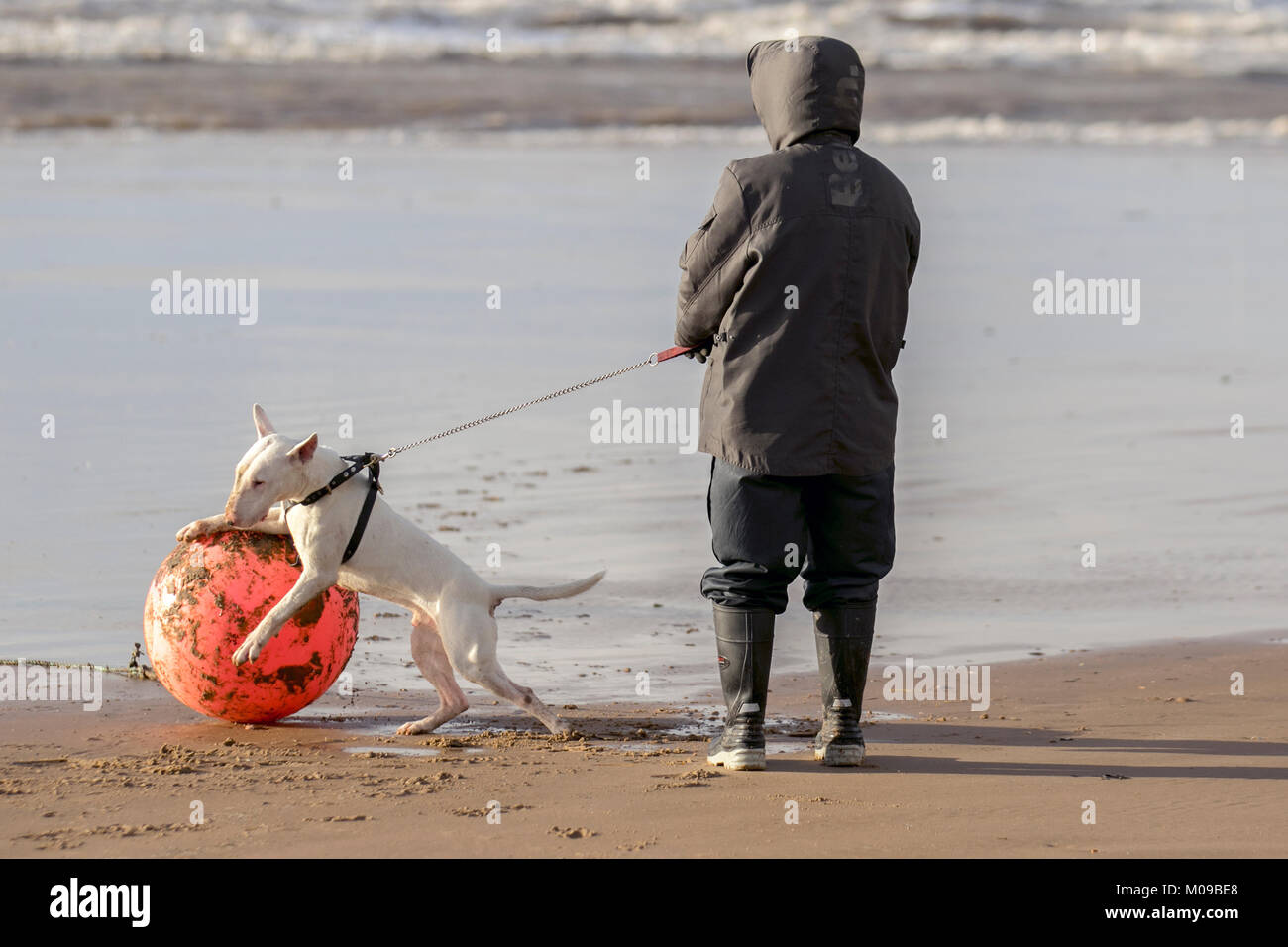 Staffordshire Bull Terrier Oscar mounting behavior as he forms an ...