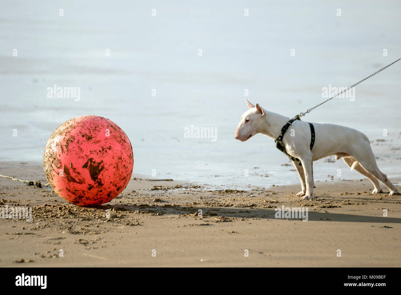 Staffordshire Bull Terrier Oscar mounting behavior as he forms an ...