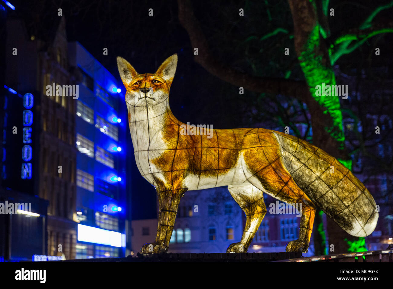 Urban fox night in london hi-res stock photography and images - Alamy