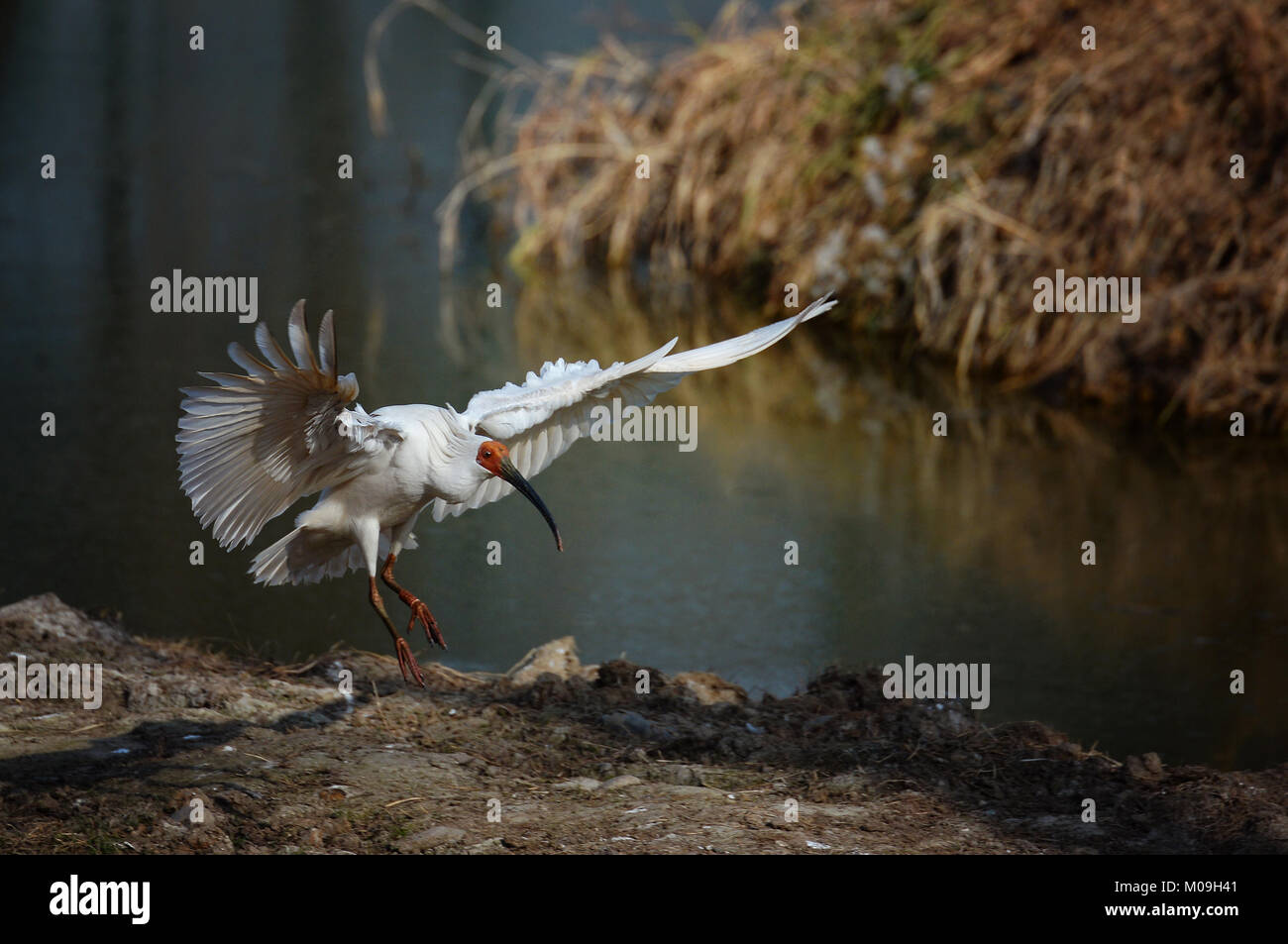 Yangxian, China's Shaanxi Province. 19th Jan, 2018. A crested ibis ...