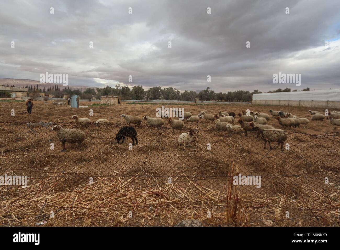 Musraba, Syria. 17th Jan, 2018. One of the farmers is looking after his ...