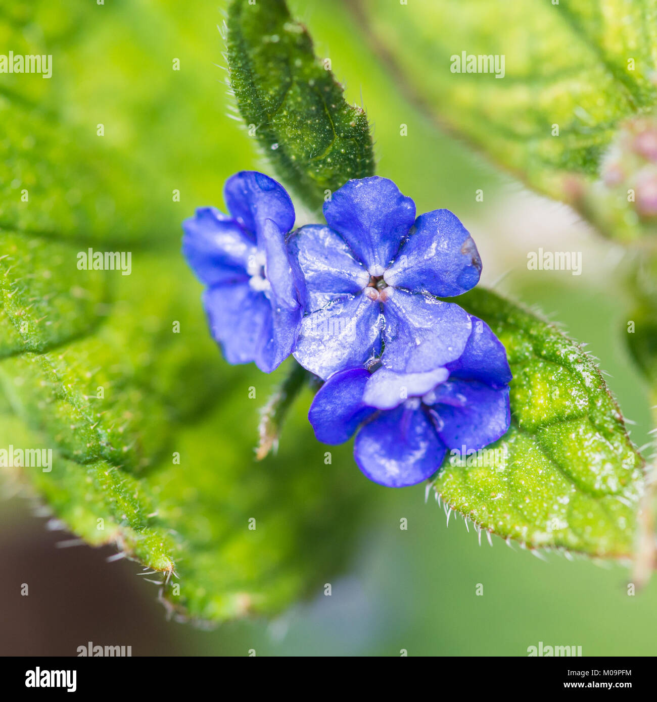A macro shot of the blue flowers of a green alkanet plant Stock Photo ...