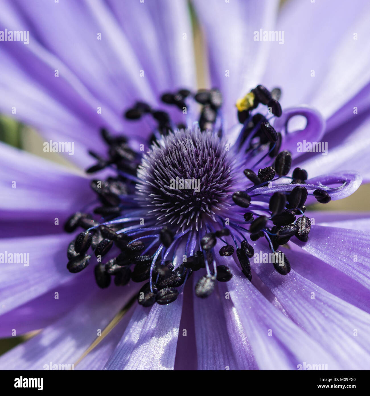 A macro shot of a pretty blue anemone bloom Stock Photo - Alamy