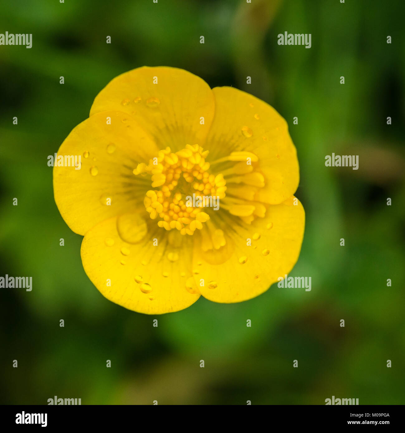 A macro shot of a small yellow buttercup Stock Photo - Alamy