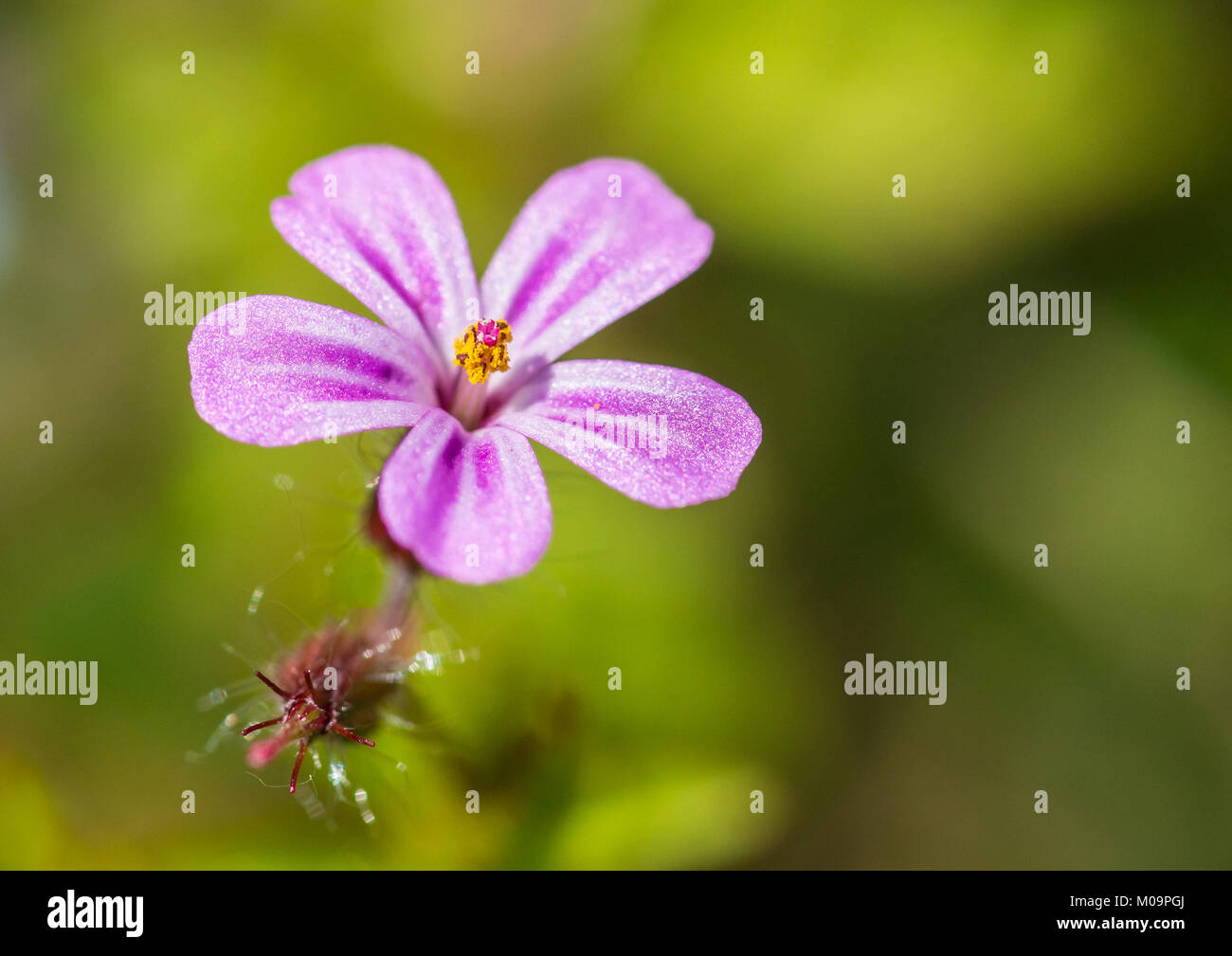 A macro shot of a single pink herb robert bloom Stock Photo - Alamy