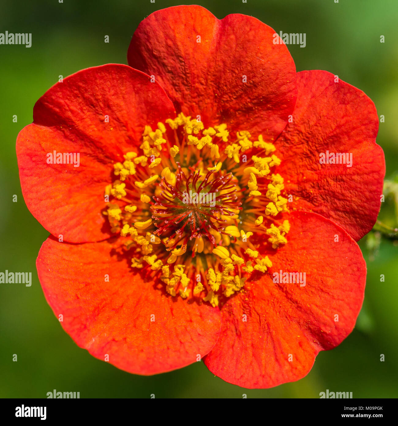 A macro shot of a red geum bloom Stock Photo - Alamy