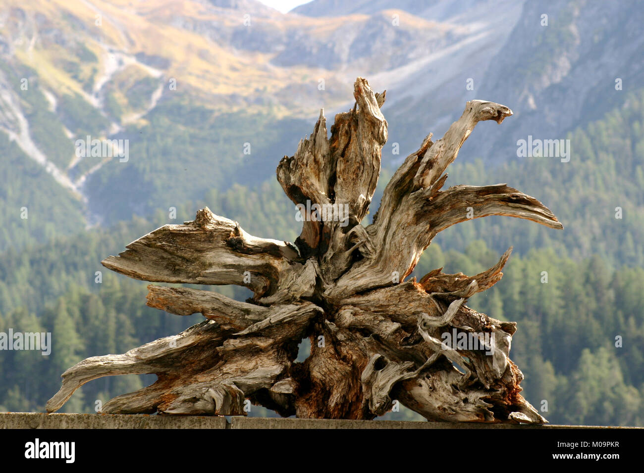 Dried root large tree hi-res stock photography and images - Alamy