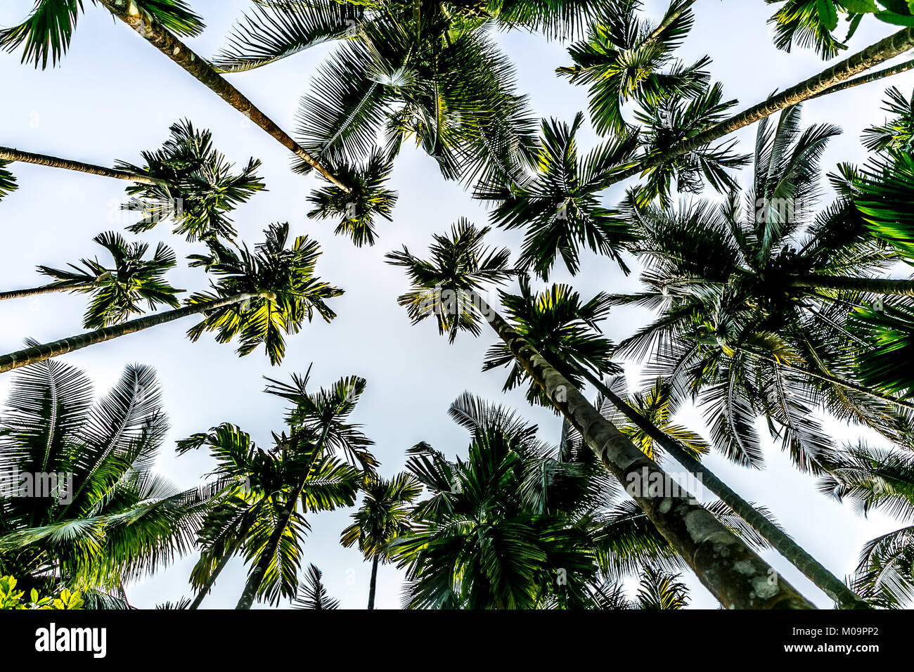 Tropical Spice Plantation, Goa Stock Photo - Alamy