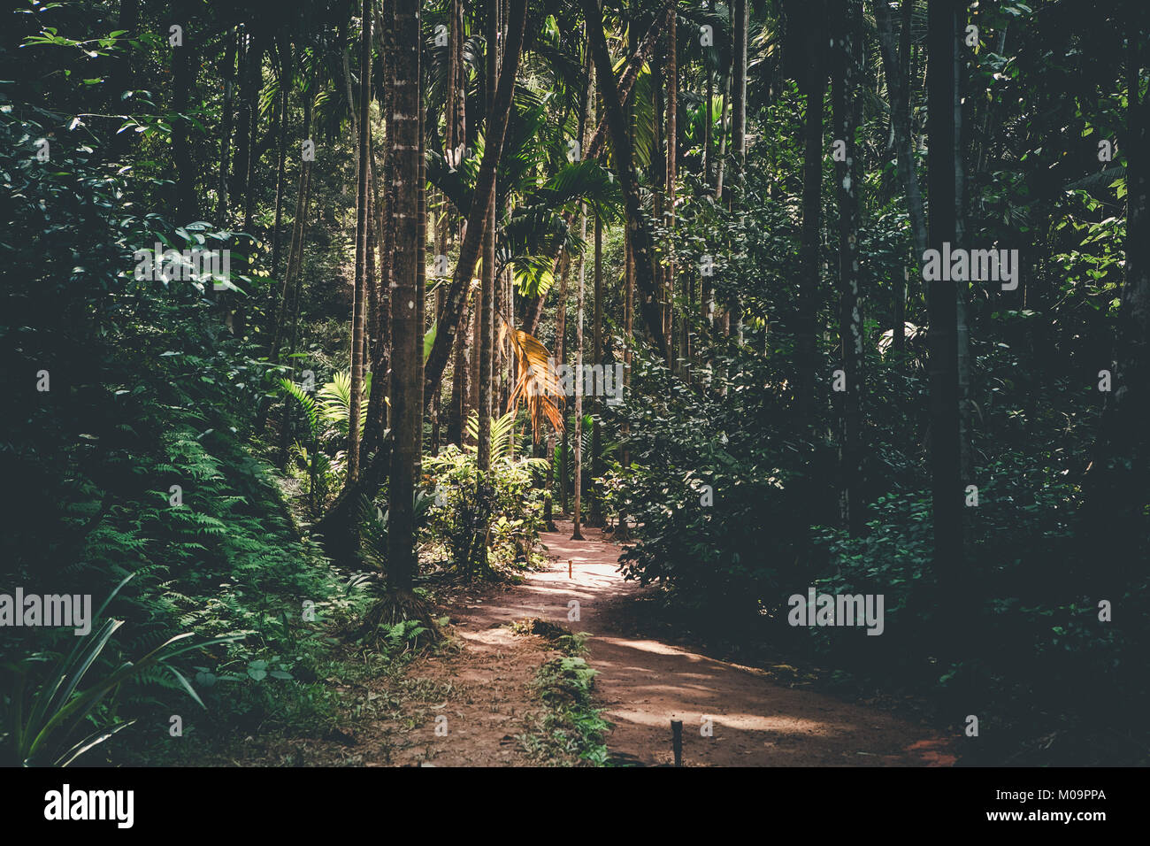 Tropical Spice Plantation, Goa Stock Photo - Alamy