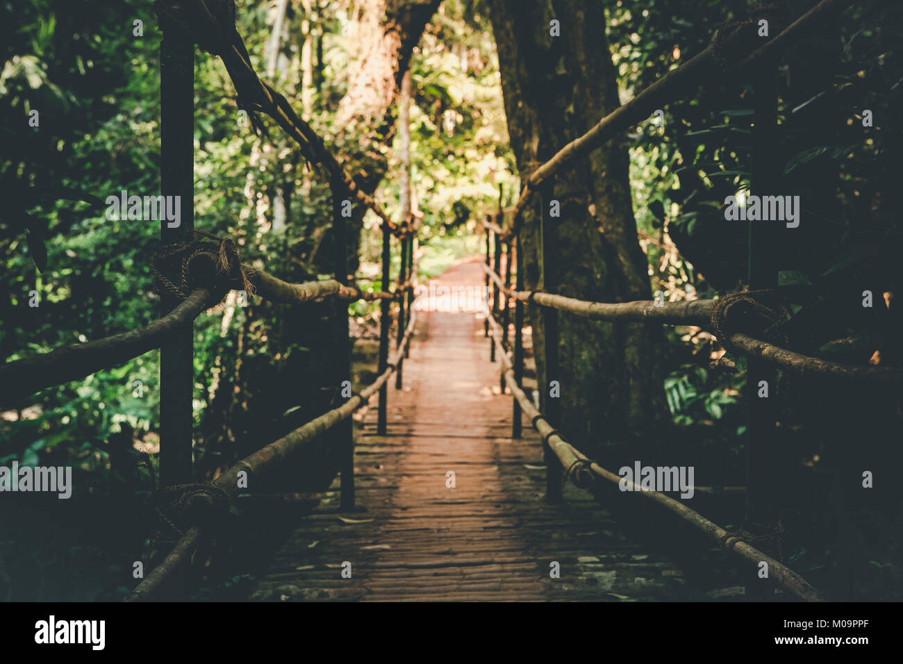Tropical Spice Plantation, Goa Stock Photo - Alamy