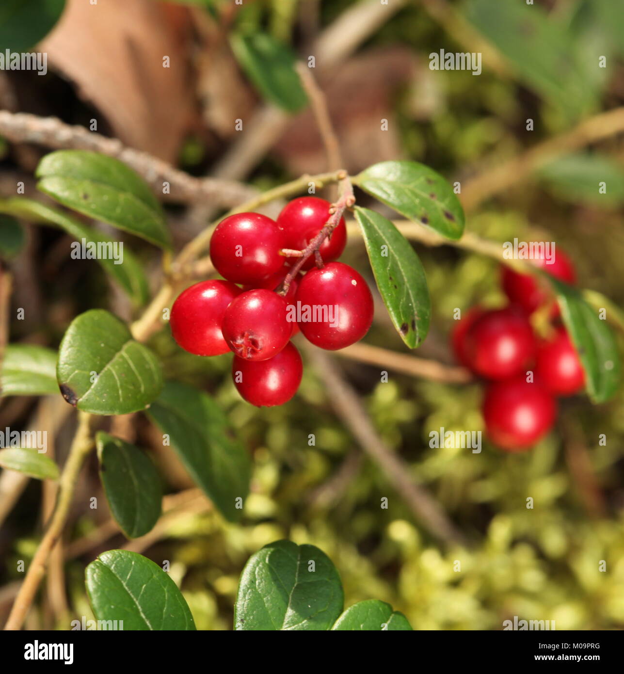 The Forest cranberries in nature Stock Photo - Alamy